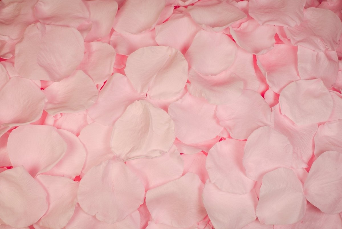 Pétalos De Rosa Preservados Rosa Claro Sweet Colours