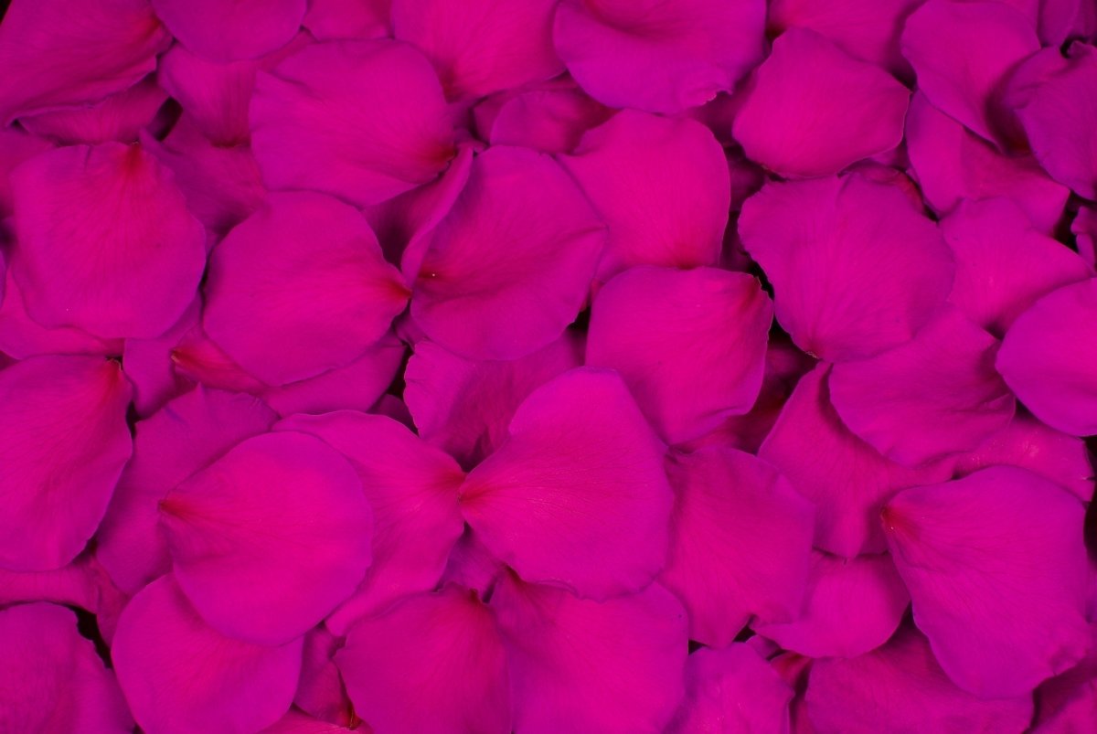 Pétalos De Rosa Preservados Púrpura Sweet Colours