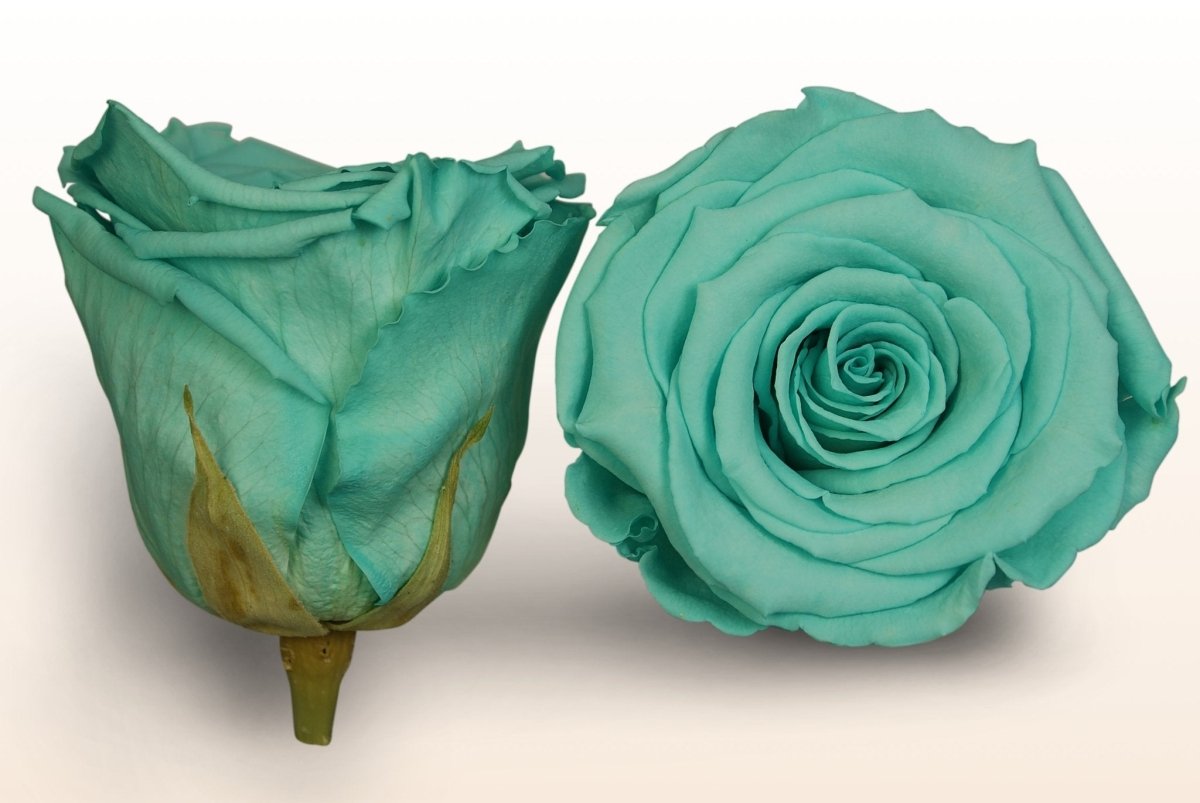 Rosas preservadas - Turquesa – Sweet Colours